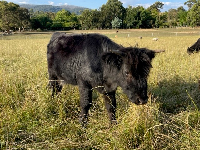 Miniature Highland Cattle Sale